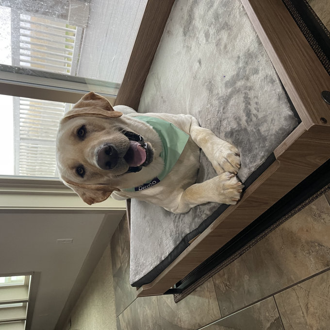 Candas Dog Sofa | Foter