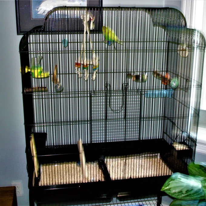 Chule Universal Bird Cage with Stand | Foter